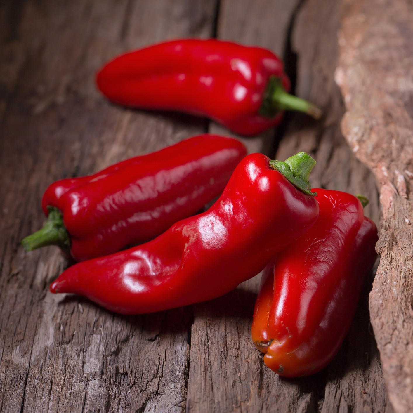 CHILI – Habahot – LITTBONDE.NO | Norsk nettbutikk